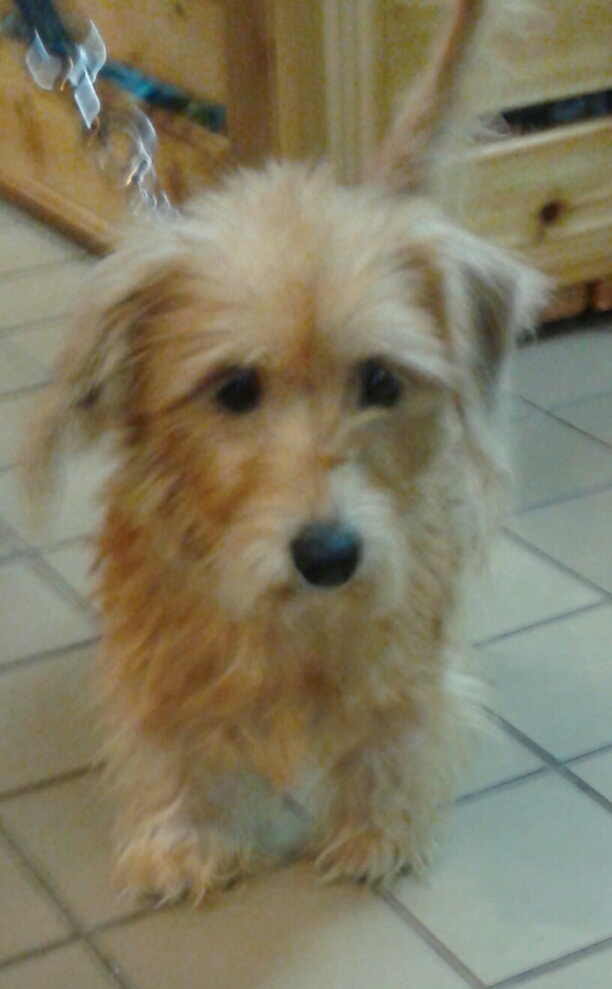 “Chelsea”- Norfolk Terrier mix-ADOPTED! | Last Hope Animal Rescue